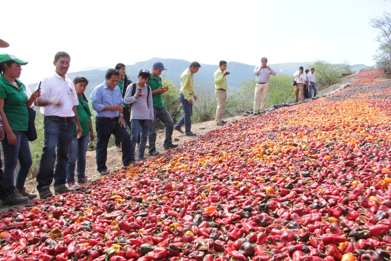 Primer Feria Internacional del Chile Huacle - eloriente.net