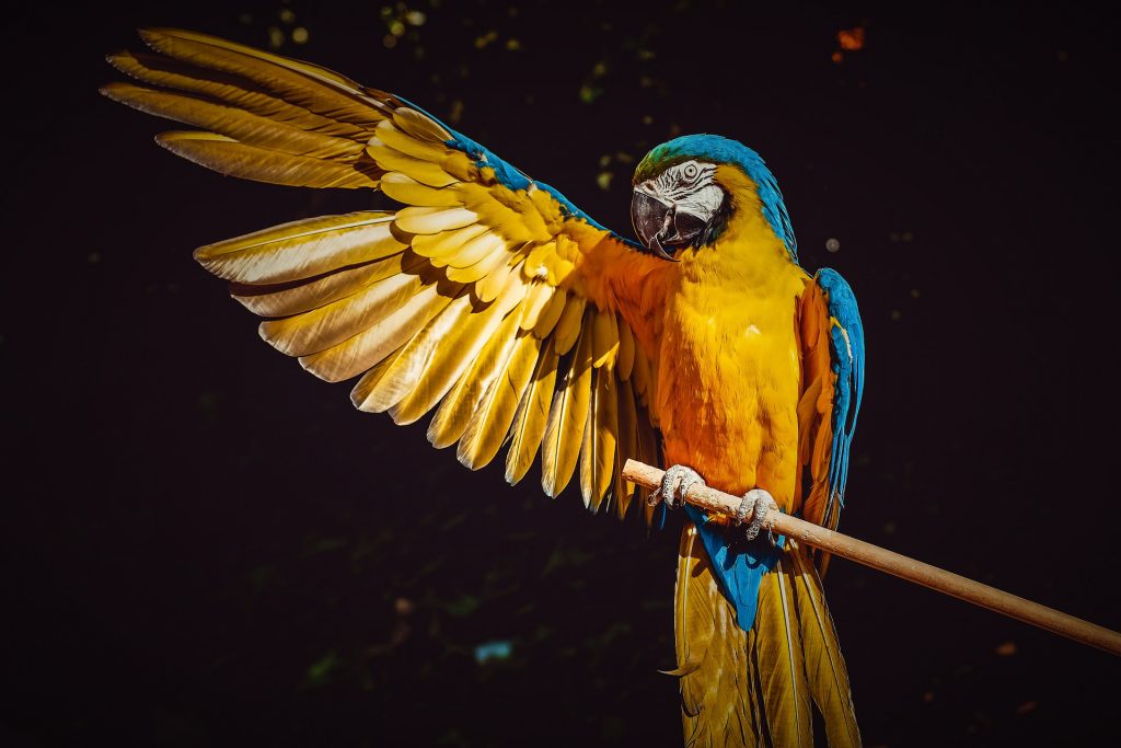 En 2020, impulsarán Festival de Fotografía y Observación de Aves de ...
